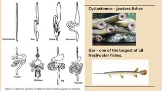 Quarter 4_Grade 8_Digestive System Structure and Functions | PPTX