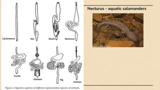 Quarter 4_Grade 8_Digestive System Structure and Functions | PPTX