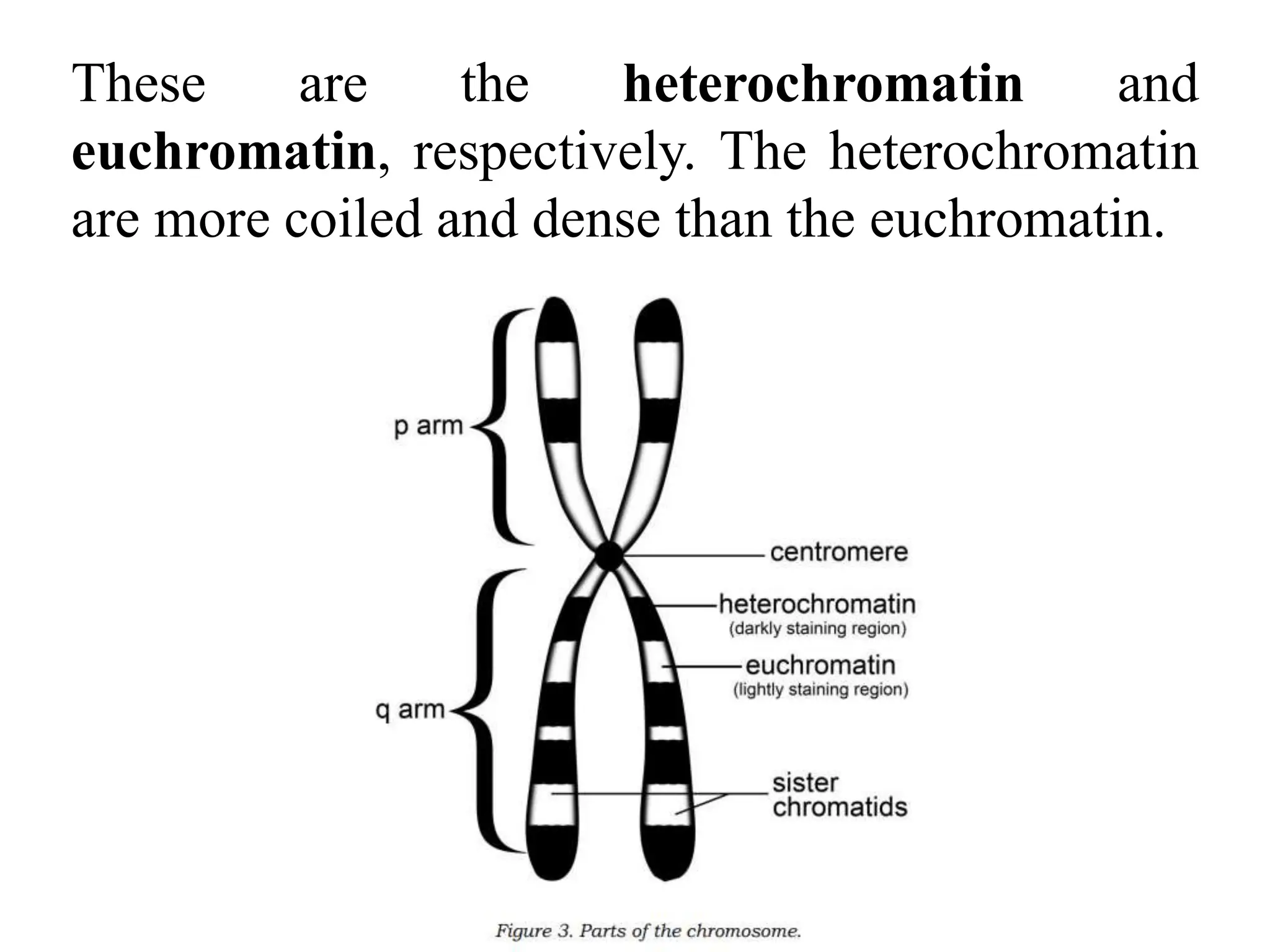Heredity: Inheritance and Variation of Traits | PPTX