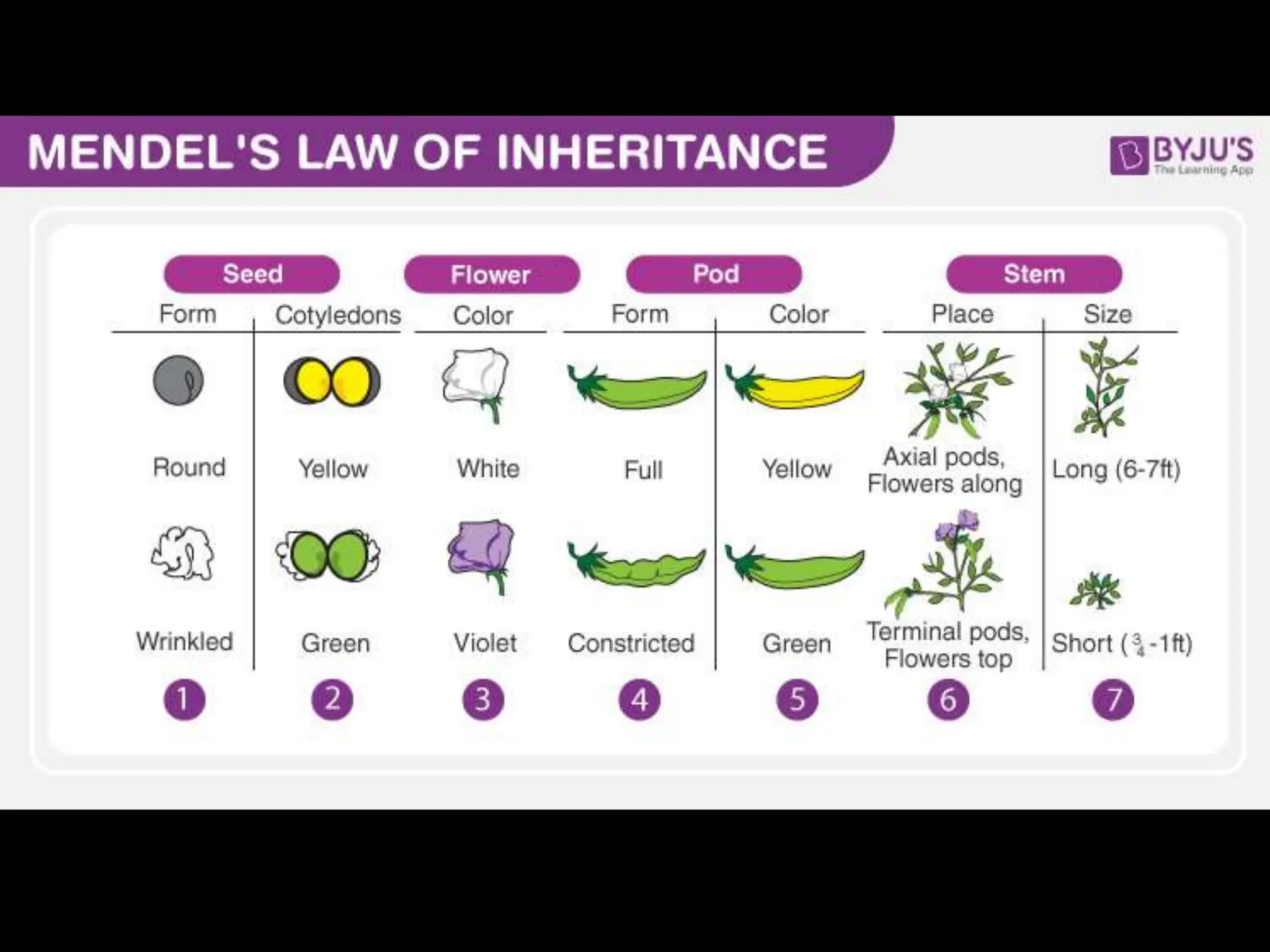 Heredity: Inheritance and Variation of Traits | PPTX