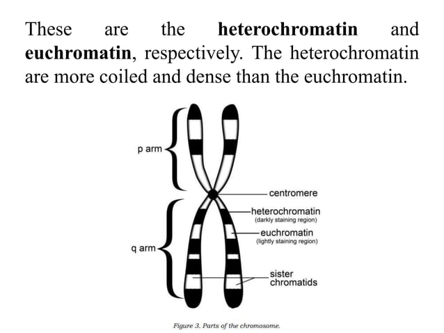 Heredity: Inheritance and Variation of Traits | PPTX