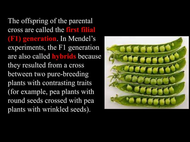 Heredity: Inheritance and Variation of Traits | PPTX