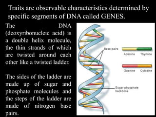 Heredity: Inheritance and Variation of Traits | PPTX