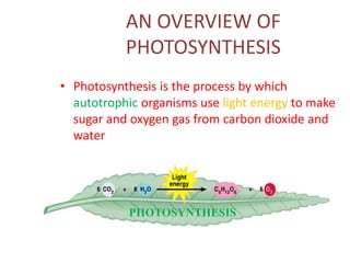 QUARTER 4 LESSON-2-PHOTOSYNTHESIS PPT FOR GENBIO | PPT
