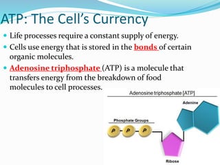 Q4_LESSON 1_ATP.pptx