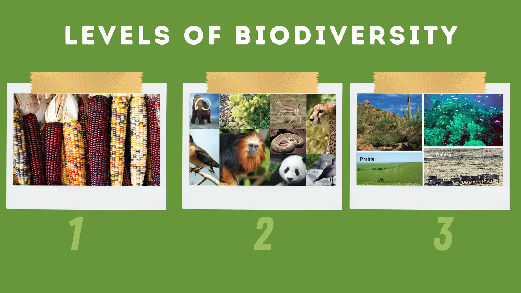GRADE 8 SCIENCE MODULE 6- BIODIVERSITY.pdf