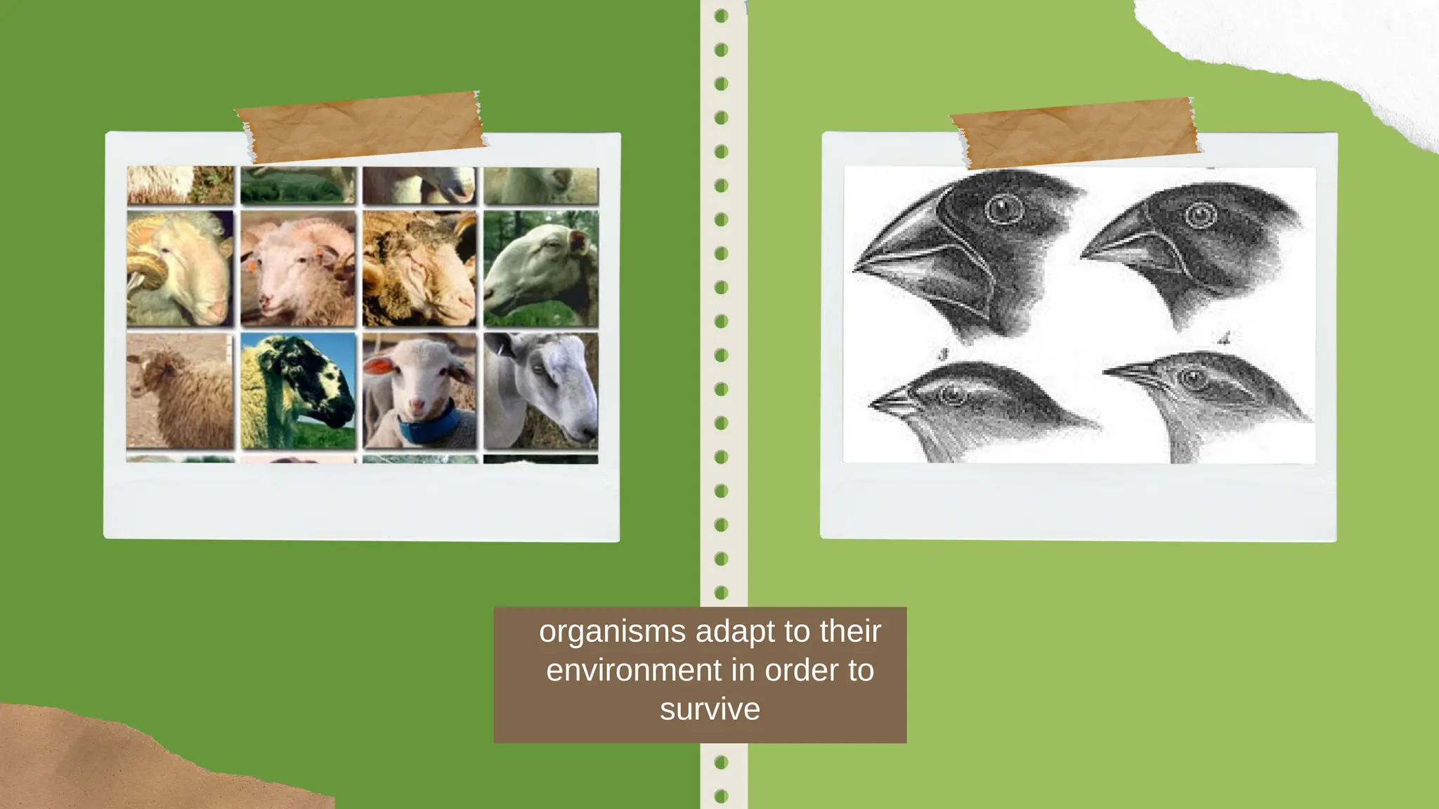 GRADE 8 SCIENCE MODULE 6- BIODIVERSITY.pdf