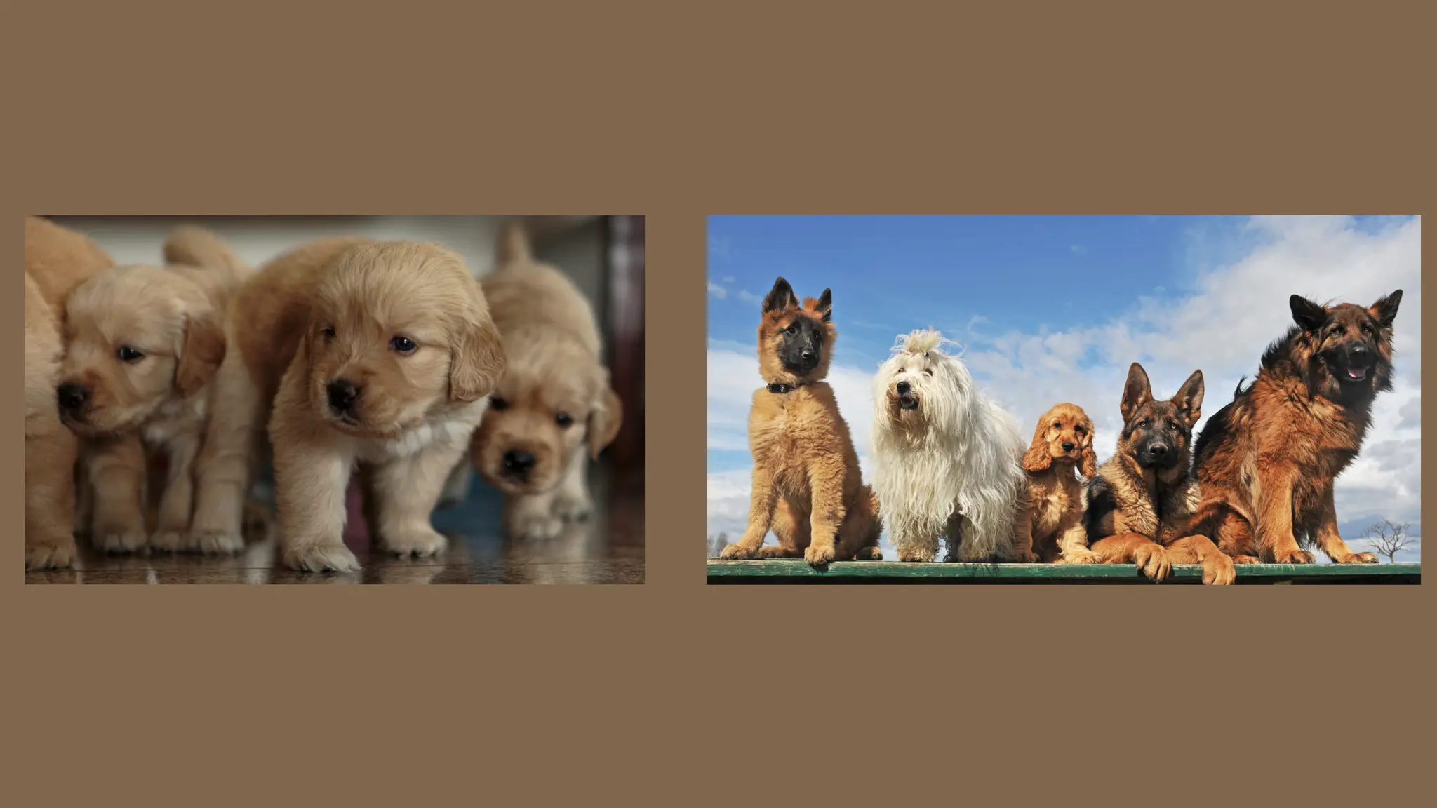 GRADE 8 SCIENCE MODULE 6- BIODIVERSITY.pdf