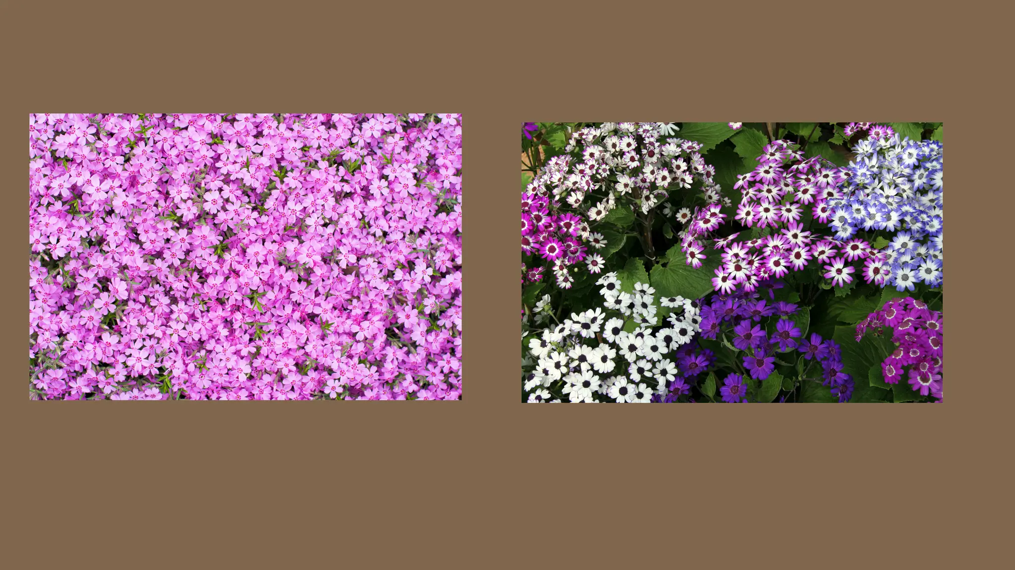 GRADE 8 SCIENCE MODULE 6- BIODIVERSITY.pdf