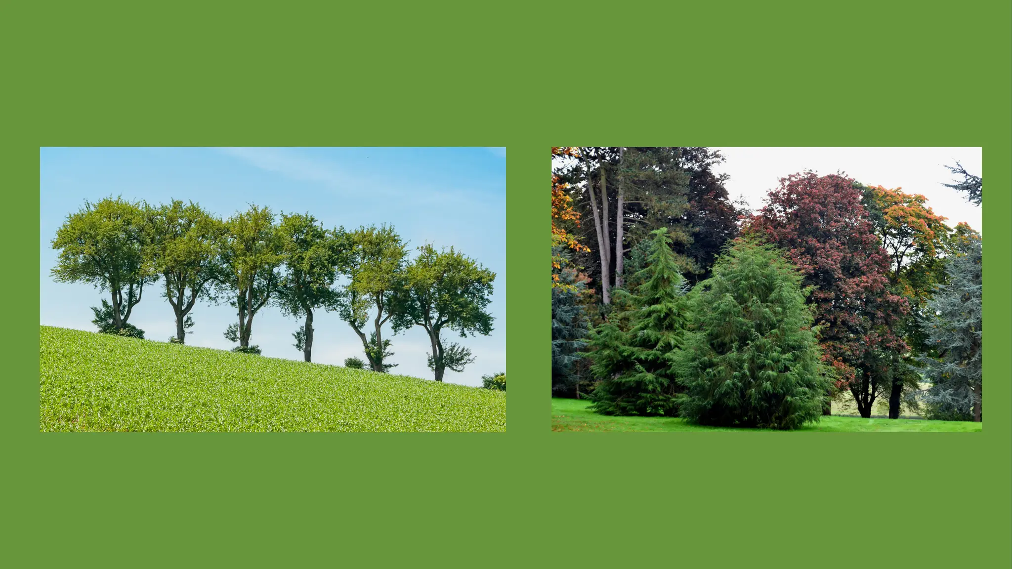 GRADE 8 SCIENCE MODULE 6- BIODIVERSITY.pdf