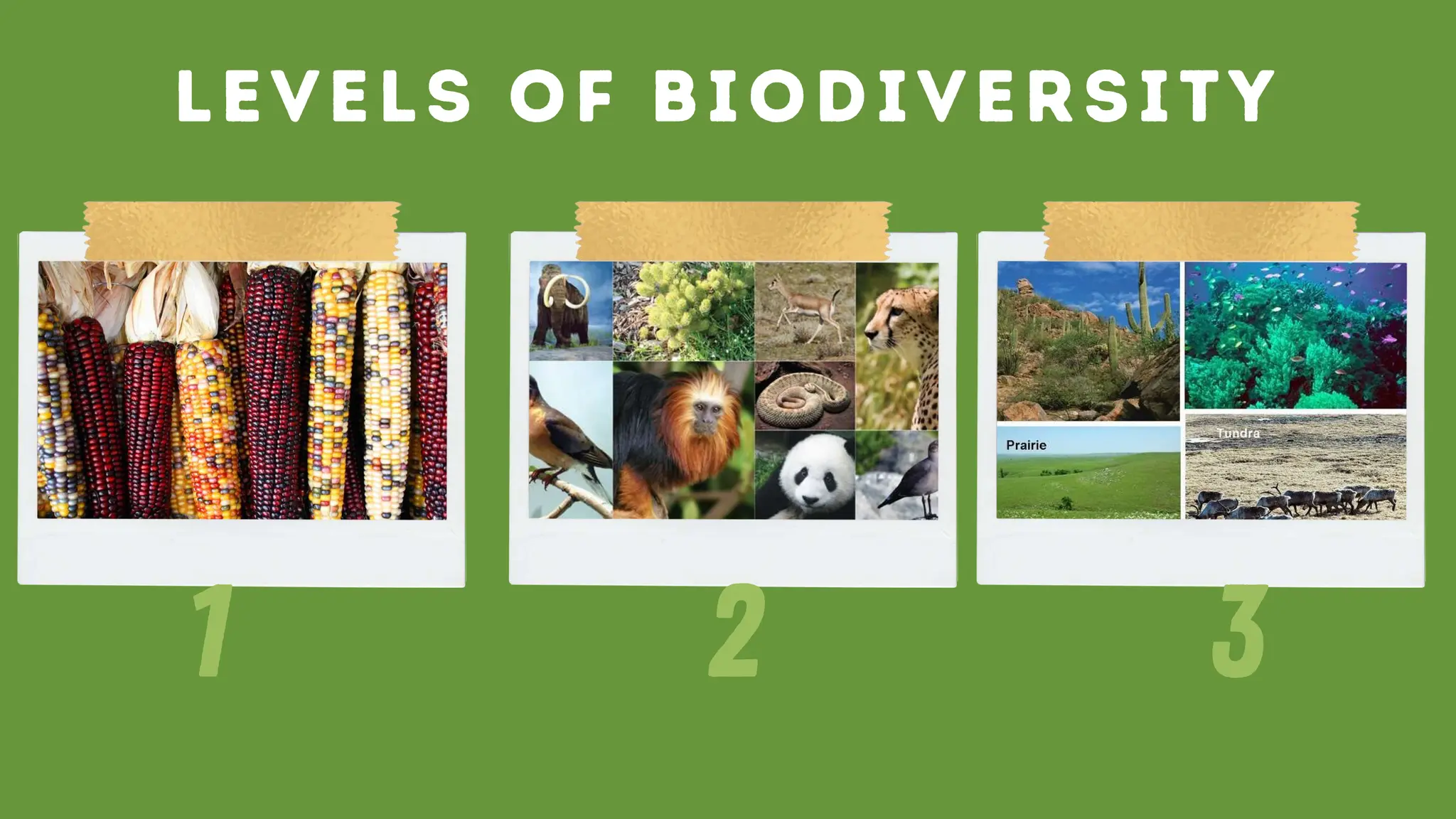 GRADE 8 BIODIVERSITY SCIENCE 8 COPY.pptx