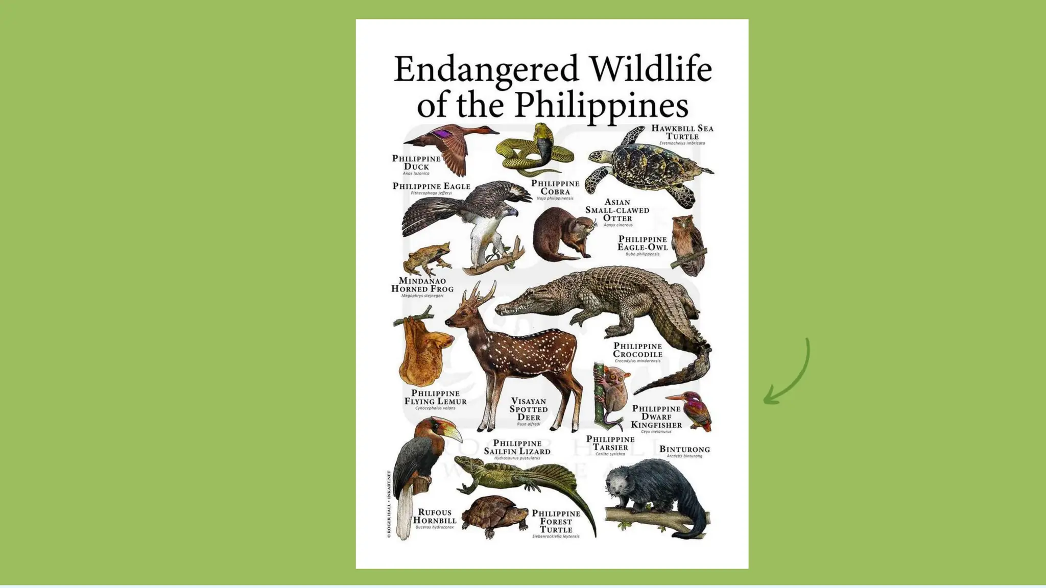 GRADE 8 BIODIVERSITY SCIENCE 8 COPY.pptx