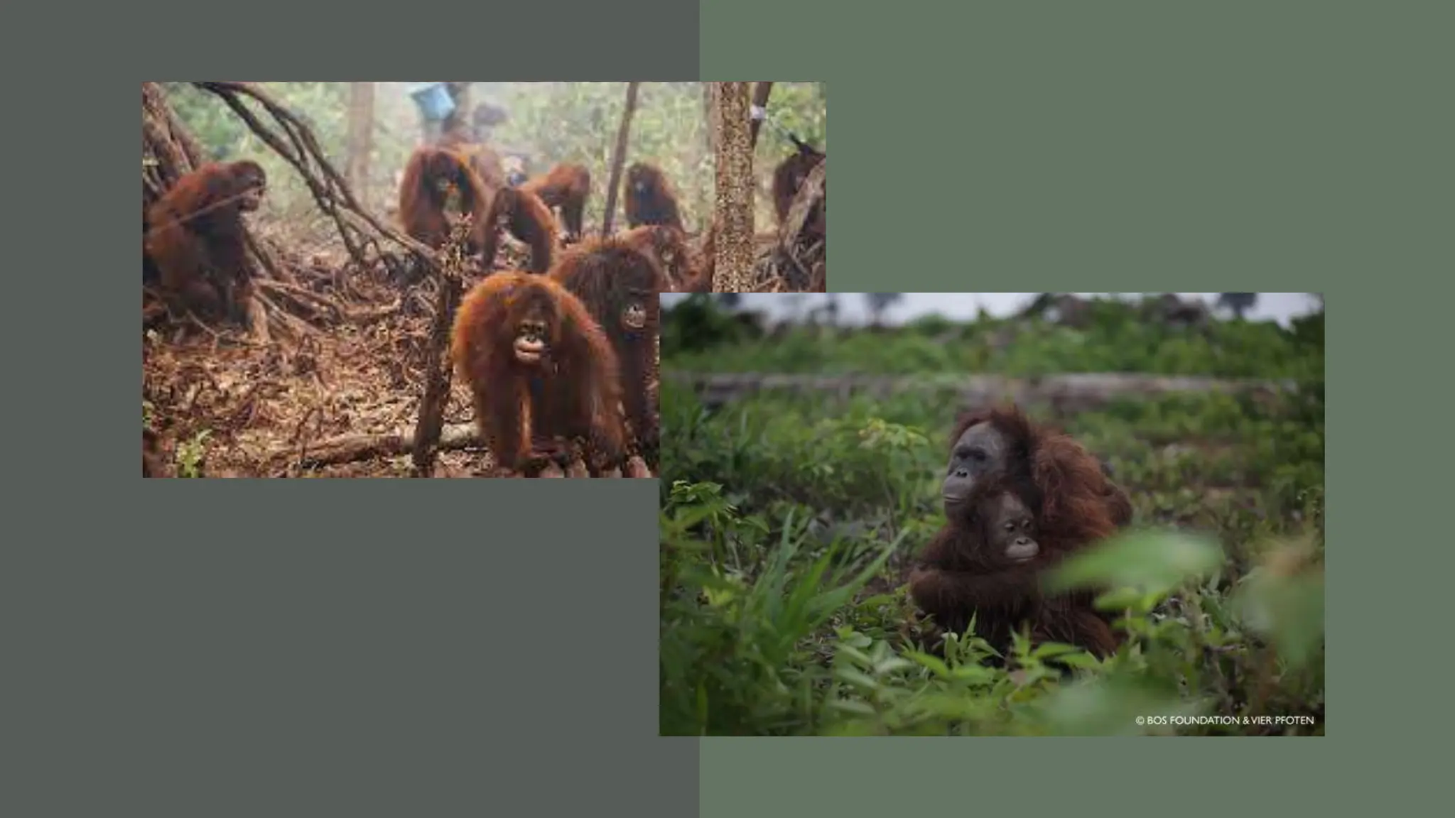 GRADE 8 BIODIVERSITY SCIENCE 8 COPY.pptx