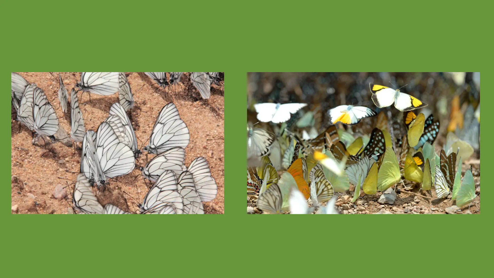 GRADE 8 BIODIVERSITY SCIENCE 8 COPY.pptx