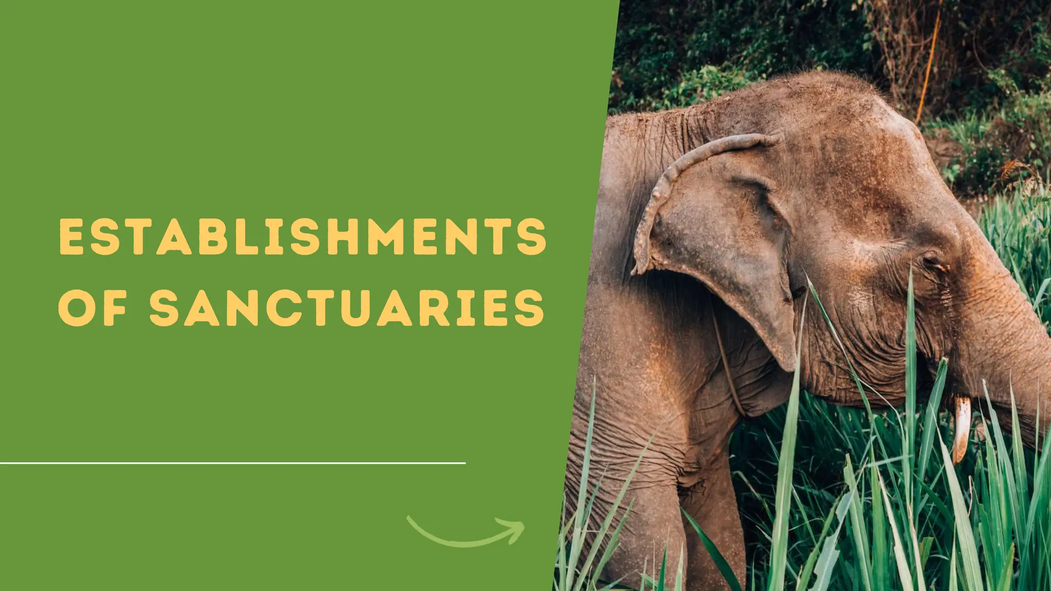 GRADE 8 BIODIVERSITY SCIENCE 8 COPY.pptx