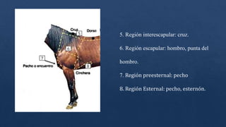 Anatomía topográfica canina y equina | PPTX