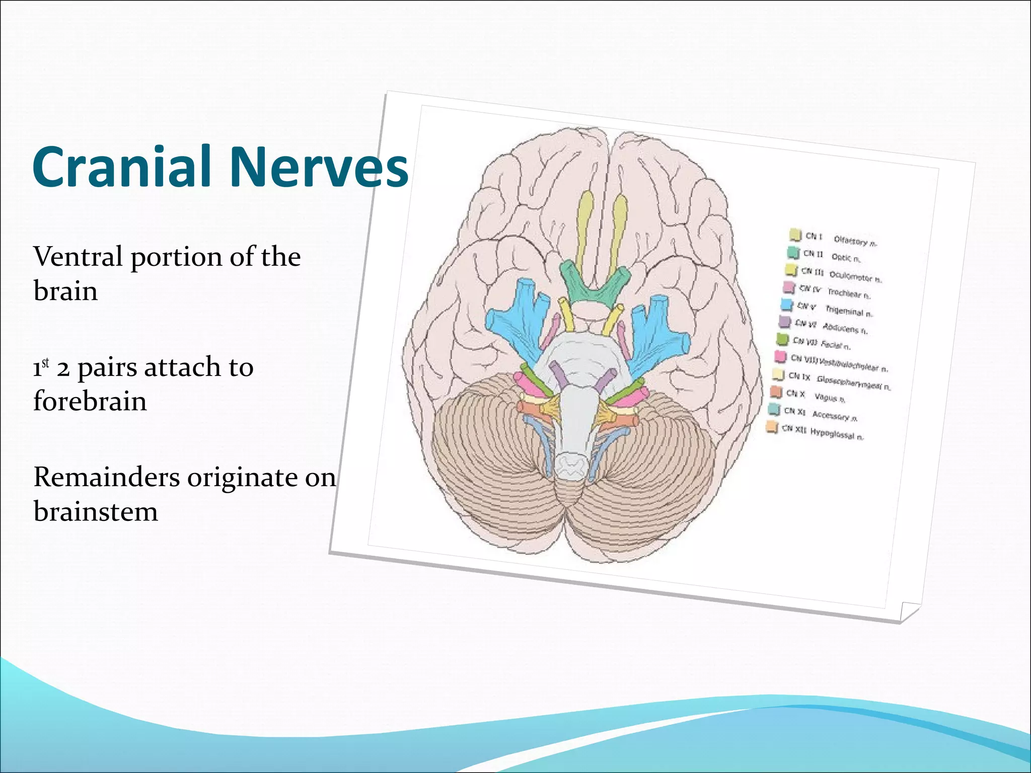 peripheral nervous system | PPT