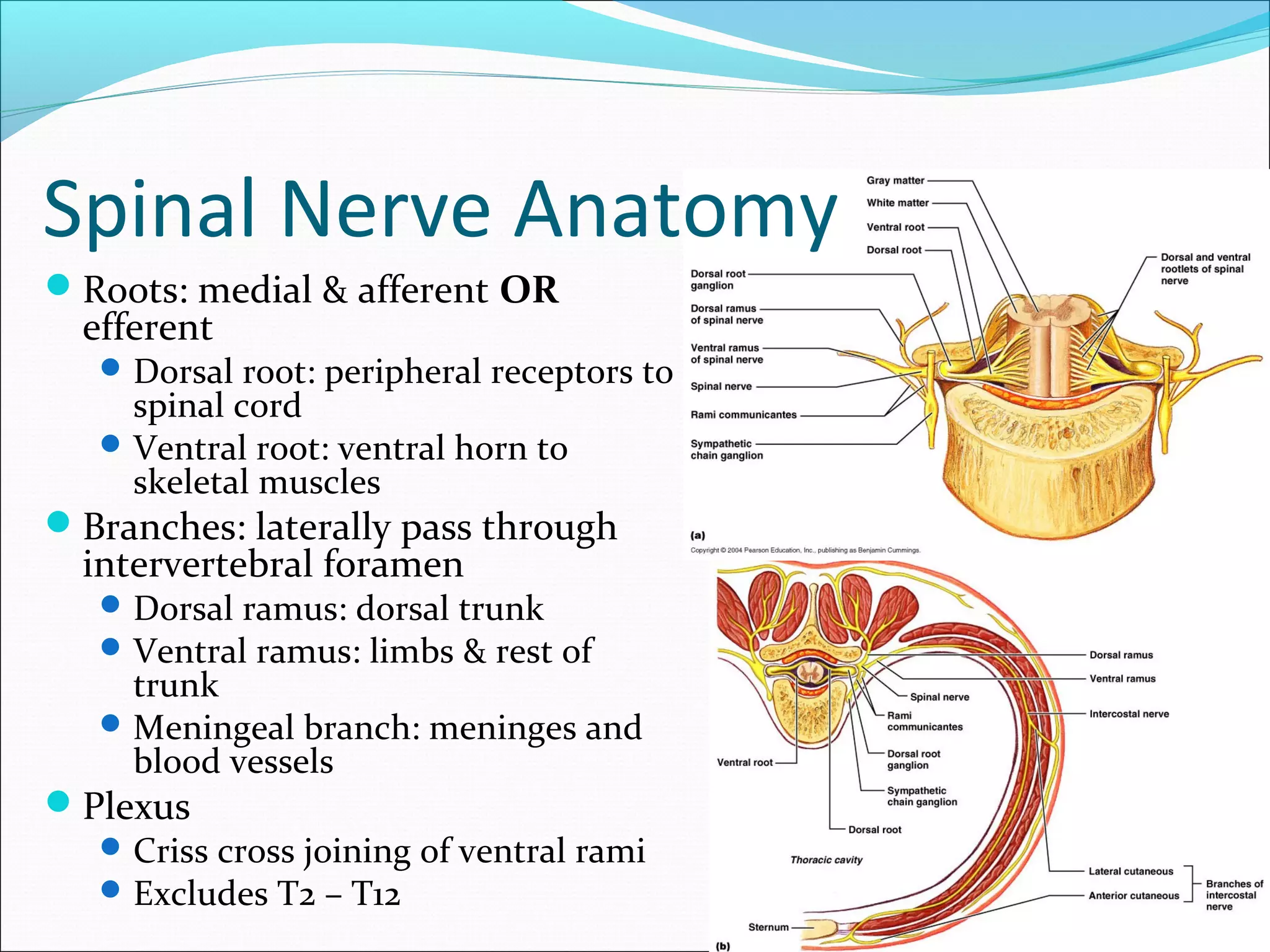 peripheral nervous system | PPT