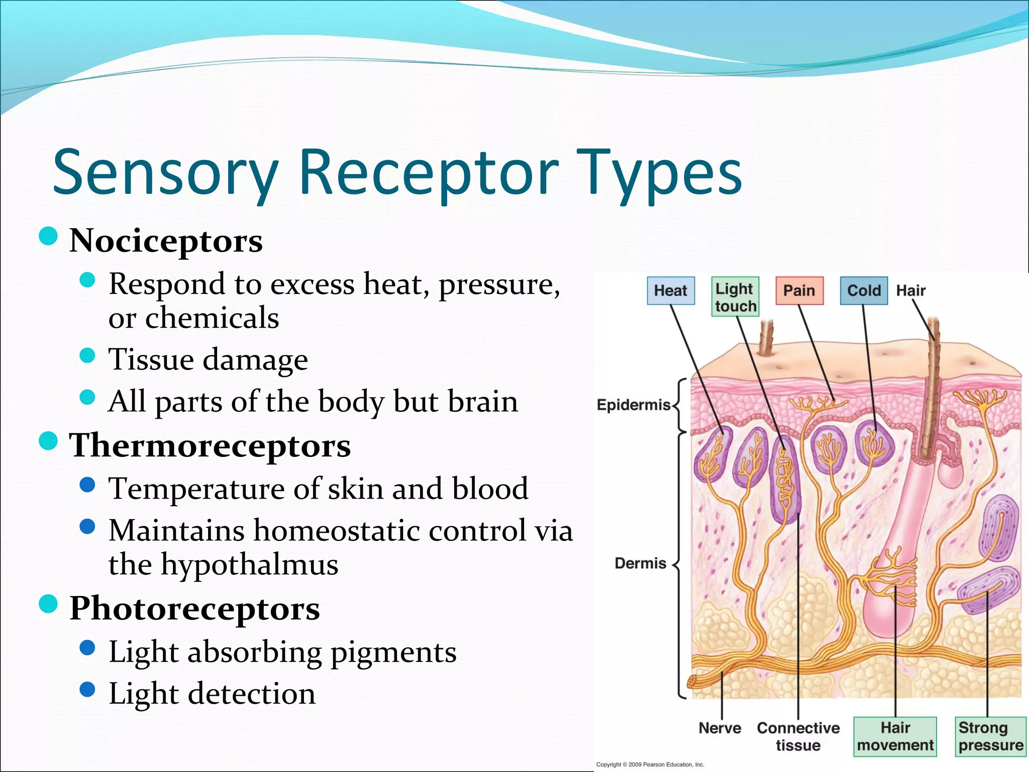 peripheral nervous system | PPT