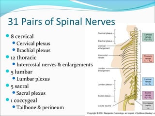 peripheral nervous system | PPT