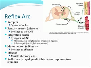 peripheral nervous system | PPT