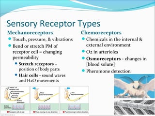 peripheral nervous system | PPT