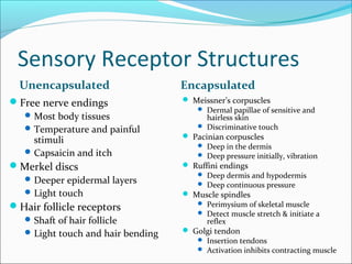 peripheral nervous system | PPT