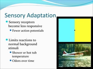 peripheral nervous system | PPT