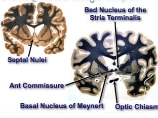Cholinergic and Adnergic Neurons | PPTX