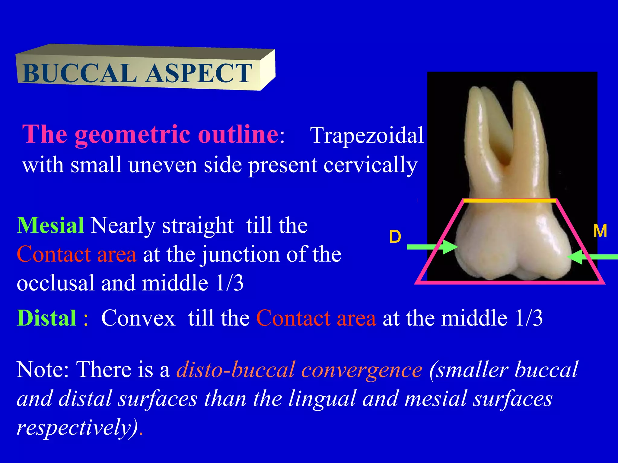 1 maxillary molars future | PPT
