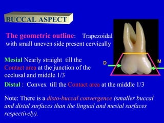 1 maxillary molars future | PPT