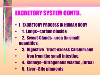 Excretory system | PPS