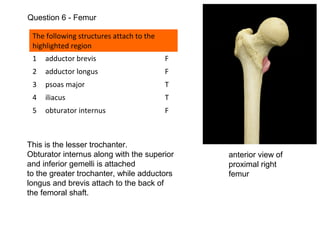 Tuberosity Femur