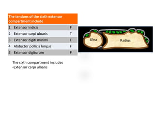Exam Questions Forearm Extensors | PPT