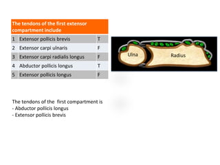 Exam Questions Forearm Extensors | PPT
