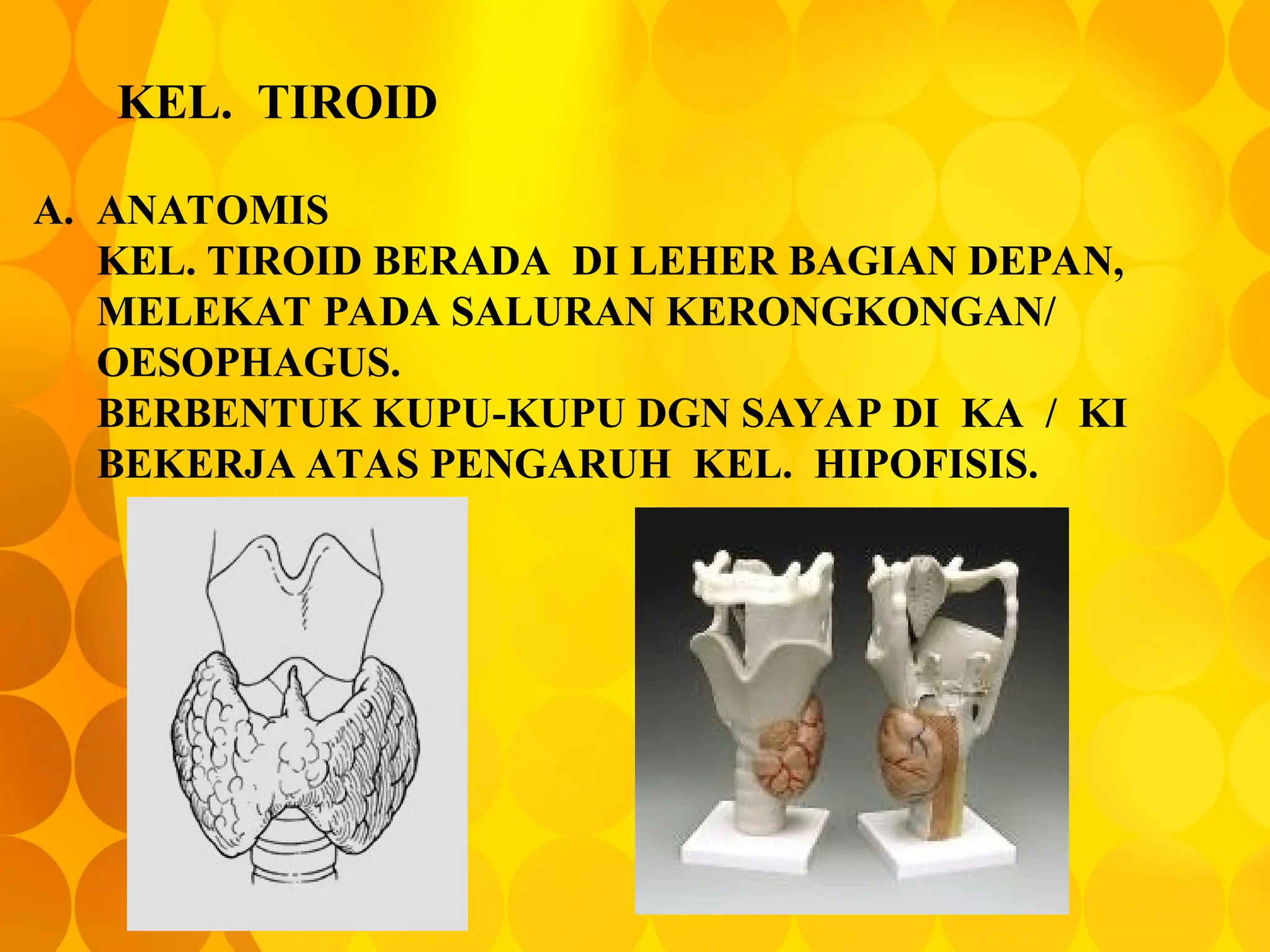 ENDOKRIN__HORMON_ANATOMI.ppt ppt kedokteran | PPT