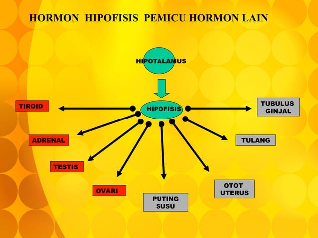 ENDOKRIN__HORMON_ANATOMI.ppt ppt kedokteran | PPT