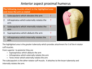 Greater Tubercle Of Humerus Muscles That Attach