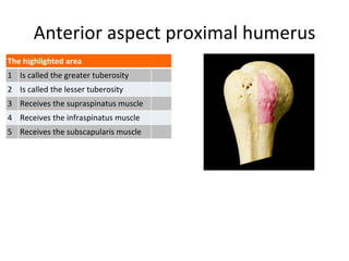 Lesser Tuberosity Humerus