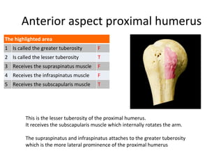 Greater Tubercle Of Humerus Muscles That Attach