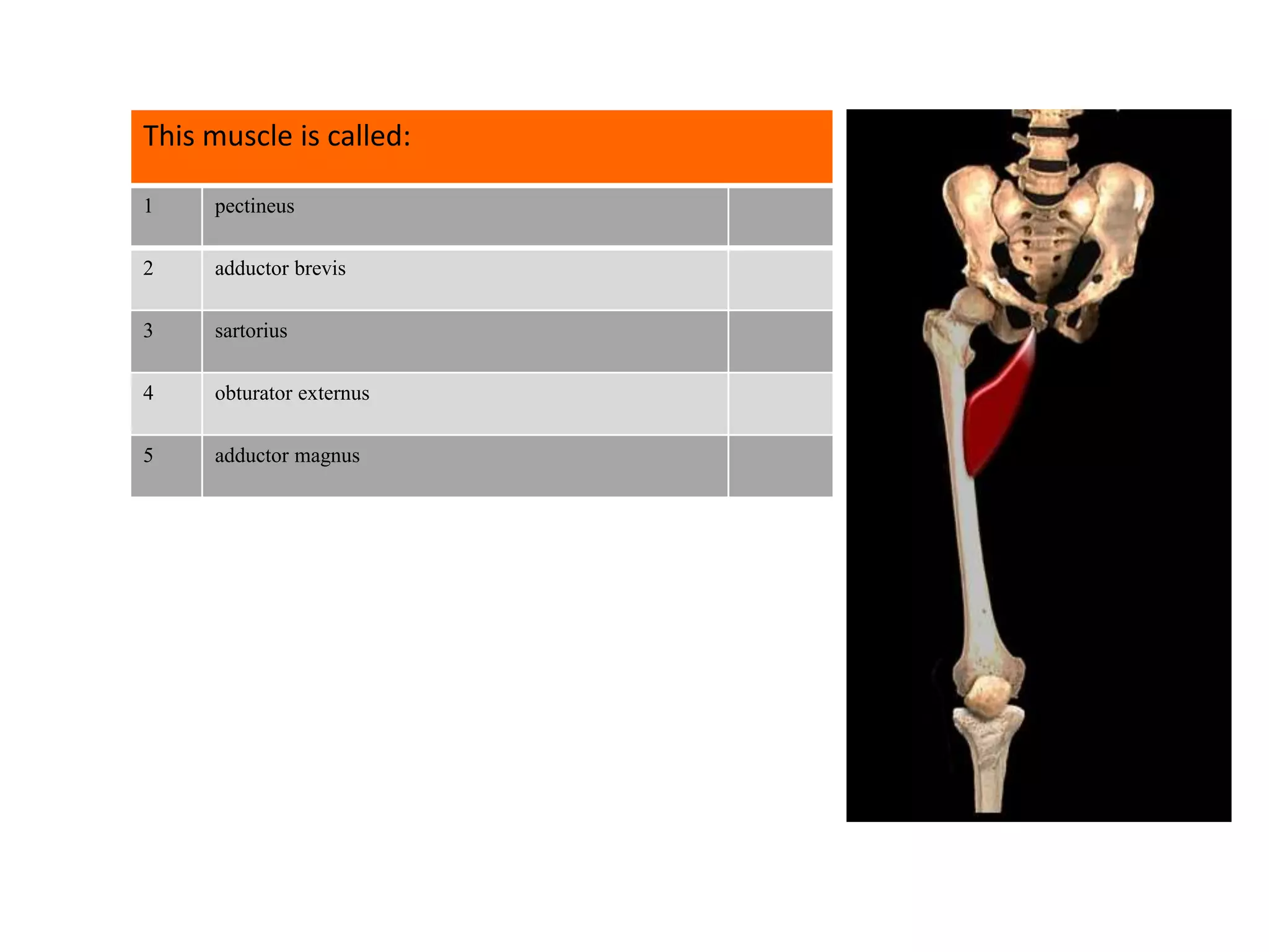 Questions: Posterior Thigh - Adductors | PPTX