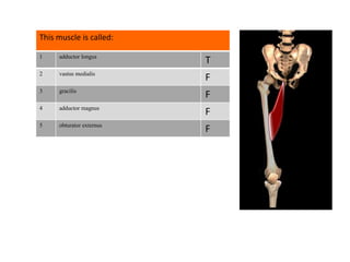 Questions: Posterior Thigh - Adductors | PPTX