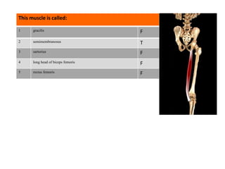 Questions: Posterior Thigh - Hamstrings | PPTX