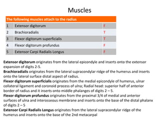 Exam Questions Radius | PPTX