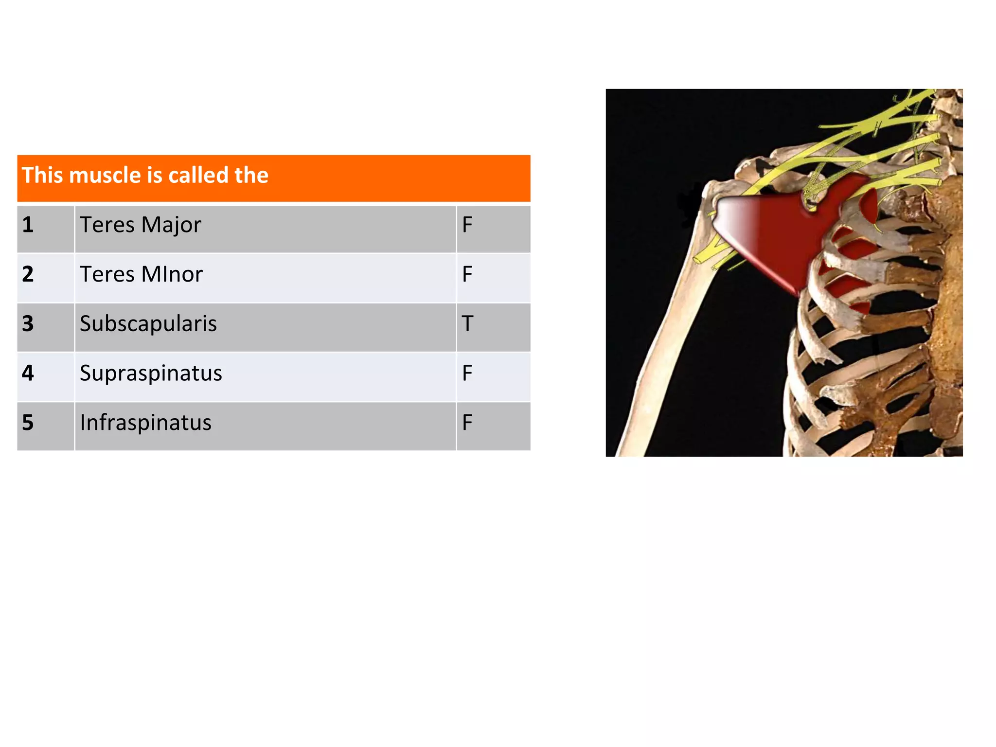 Exam Questions Rotator Cuff | PPTX