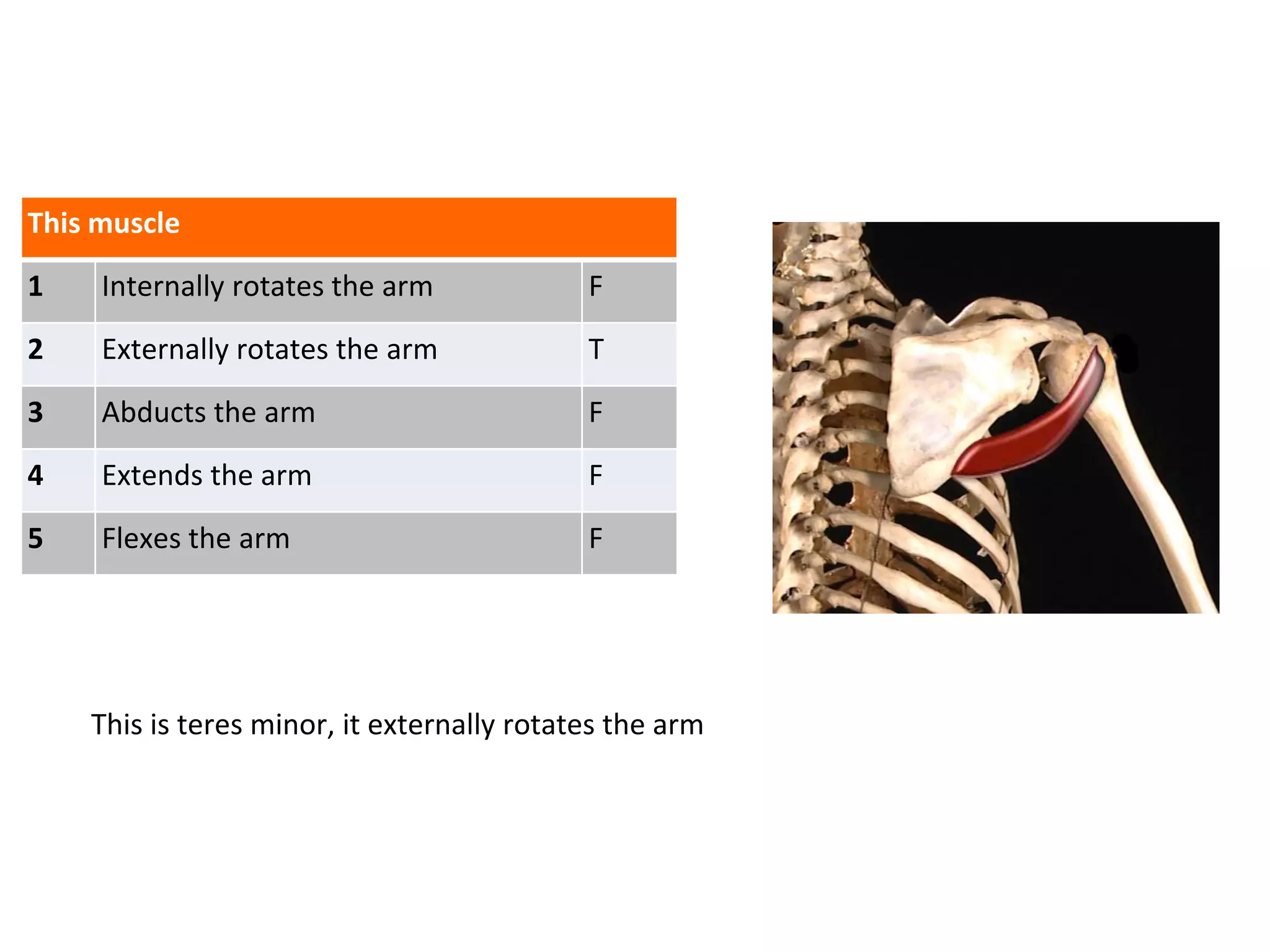 Exam Questions Rotator Cuff | PPTX