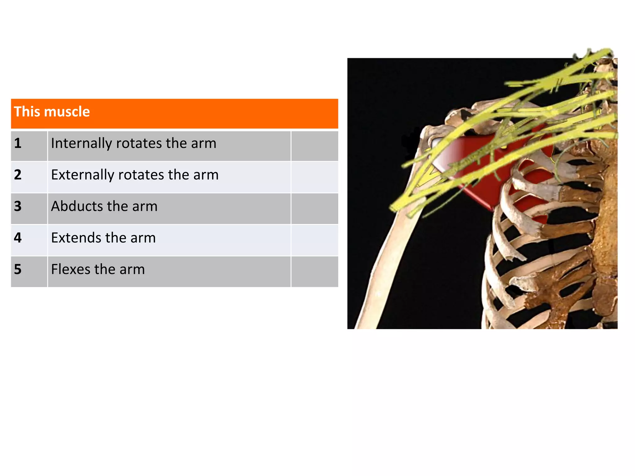 Exam Questions Rotator Cuff | PPTX
