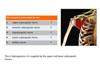 Exam Questions Rotator Cuff | PPTX