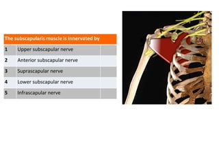 Exam Questions Rotator Cuff | PPTX