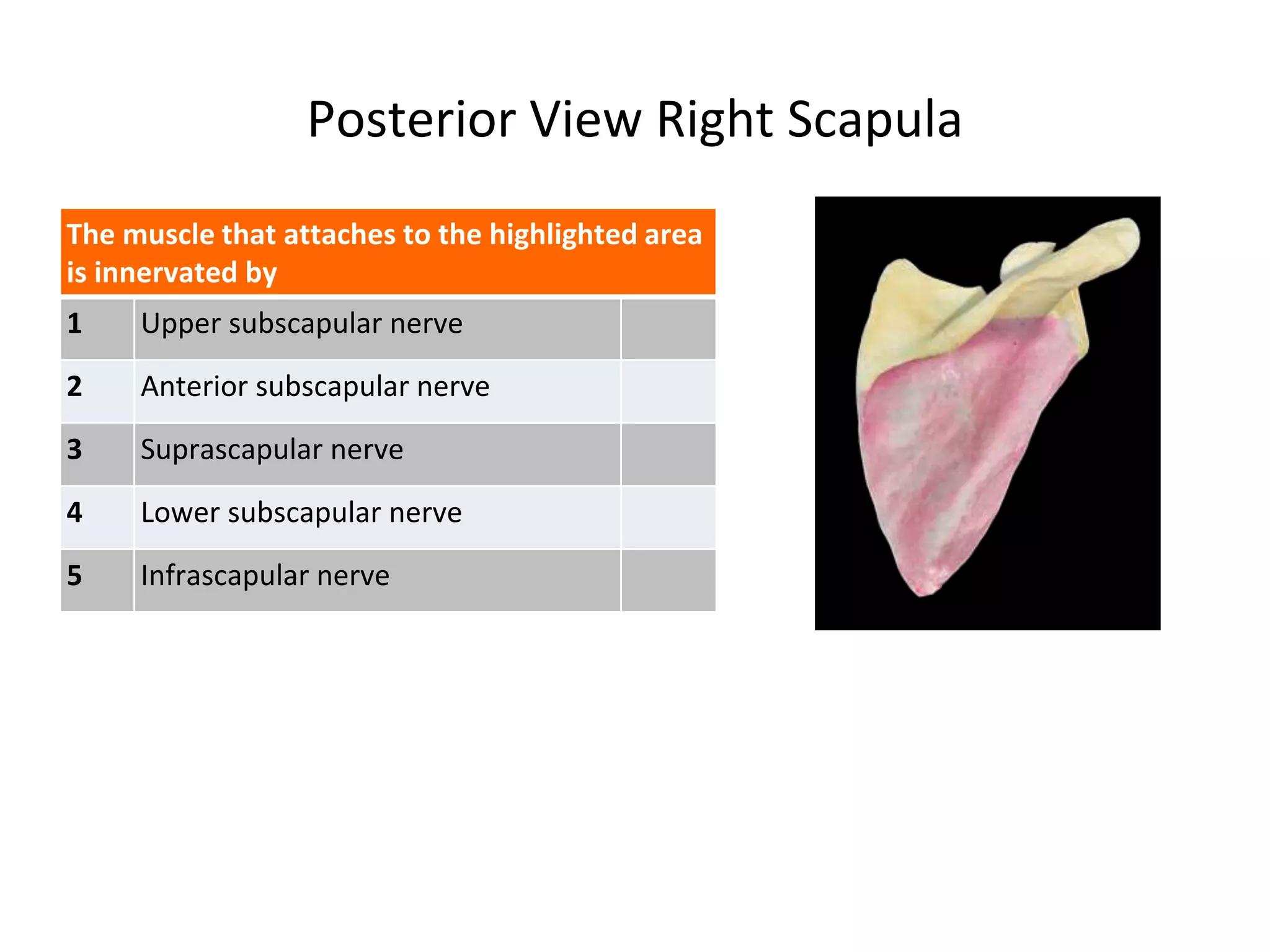 Exam Questions Scapula | PPTX